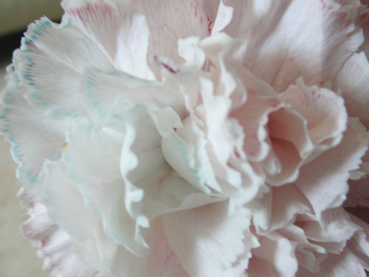 Partes de la flor – MiMontessori