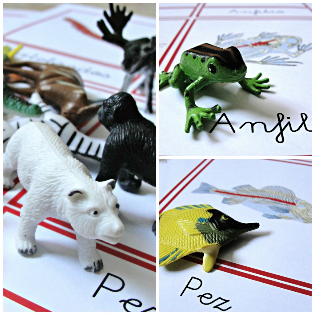 Vertebrados e Invertebrados – MiMontessori