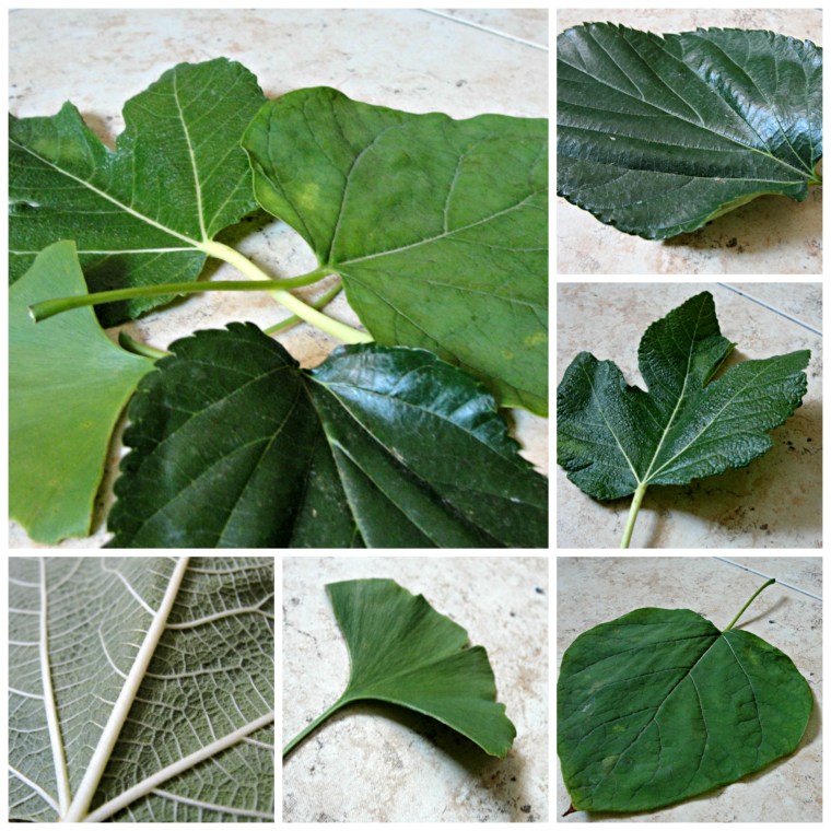 Partes de la hoja – MiMontessori