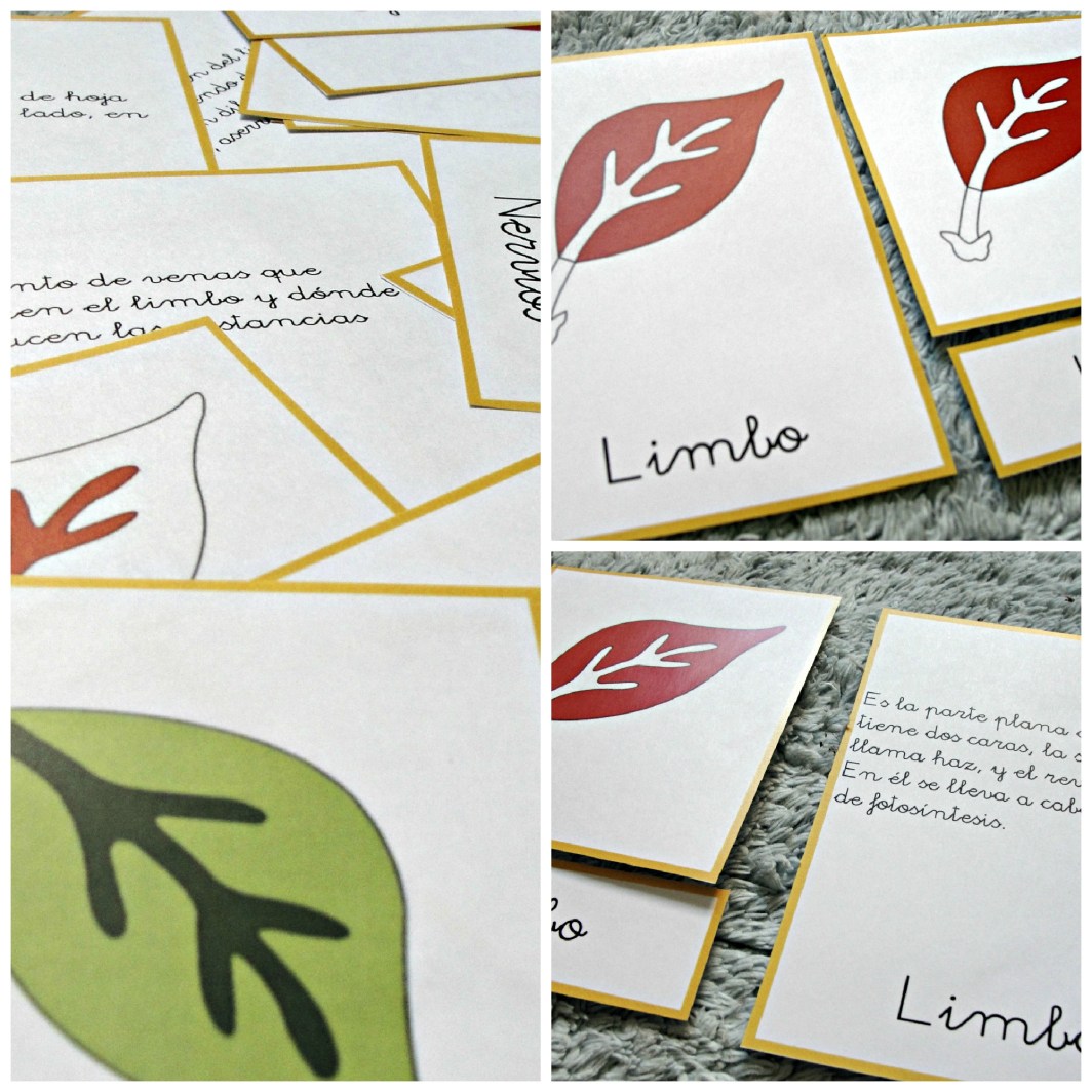 Partes de la hoja – MiMontessori