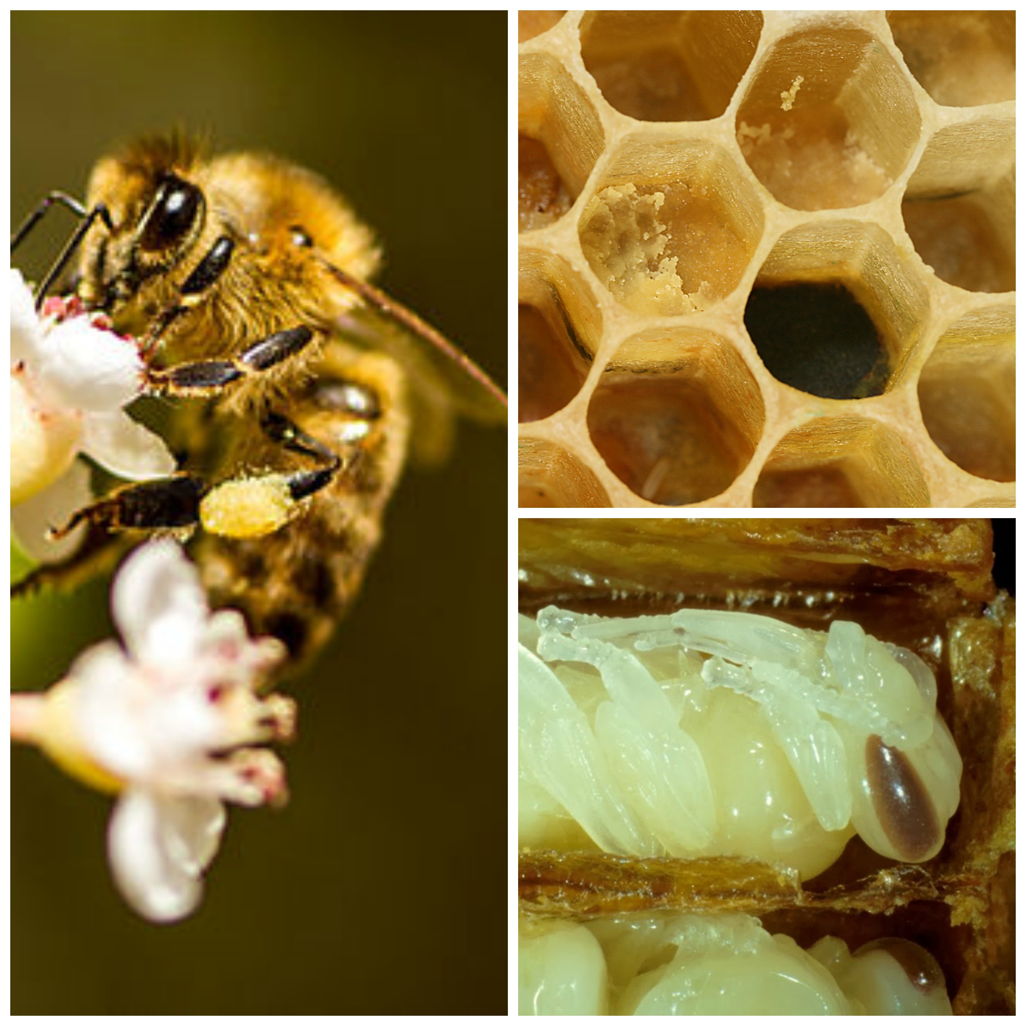 Ciclo de vida de una abeja – MiMontessori