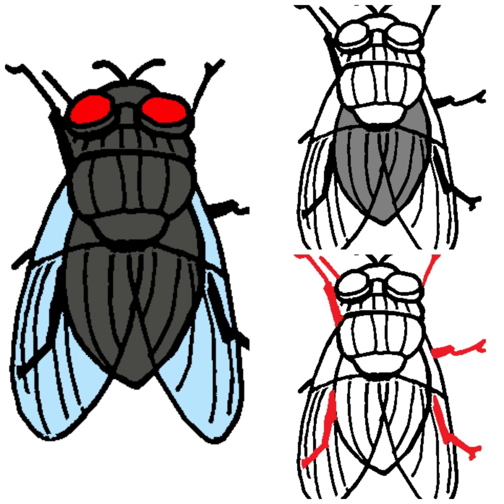 Anatomía de la mosca – MiMontessori