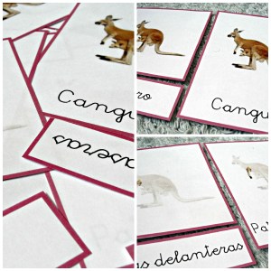 Anatomía del canguro – MiMontessori