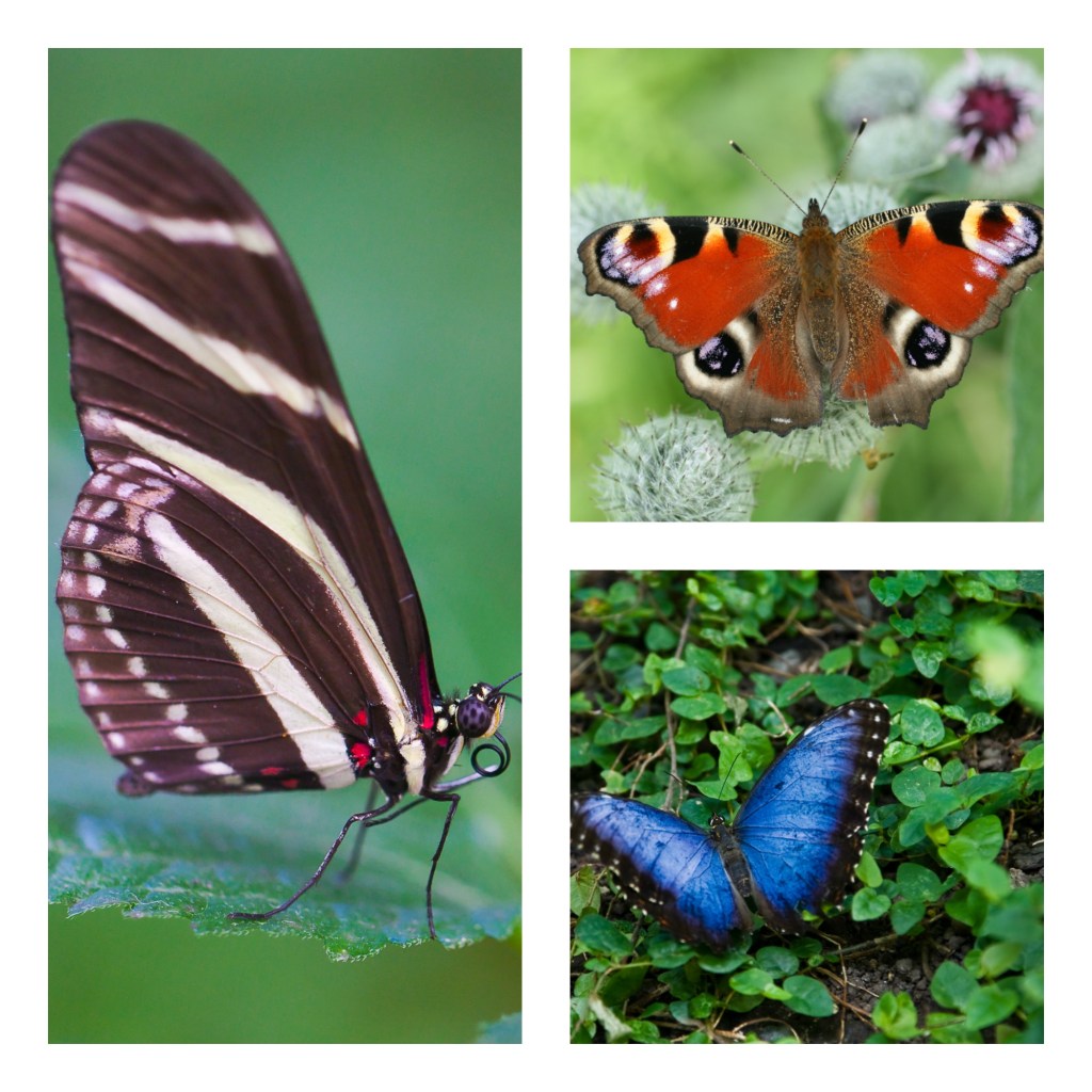 Tarjetas de las mariposas – MiMontessori