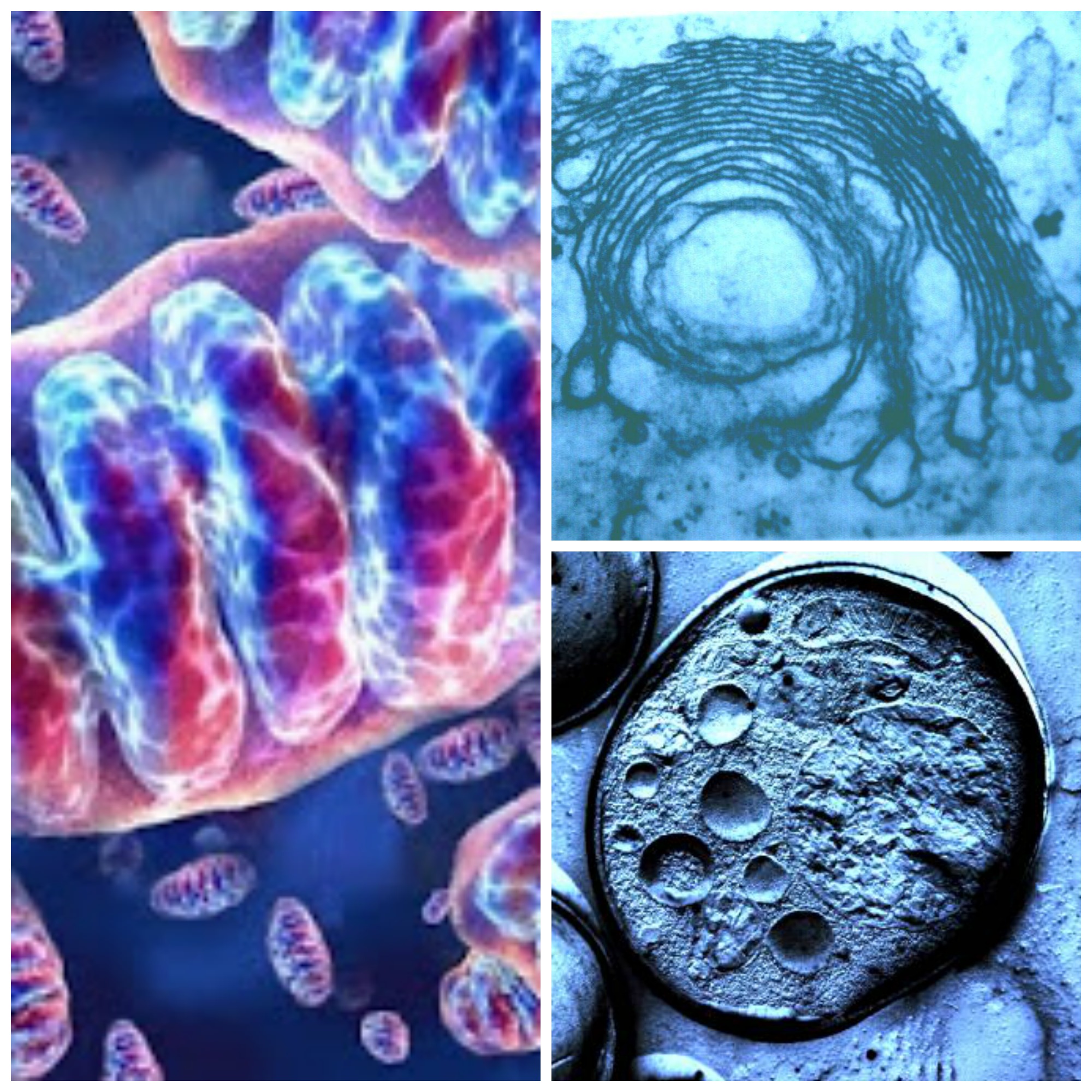 Celula Animal Vida Real