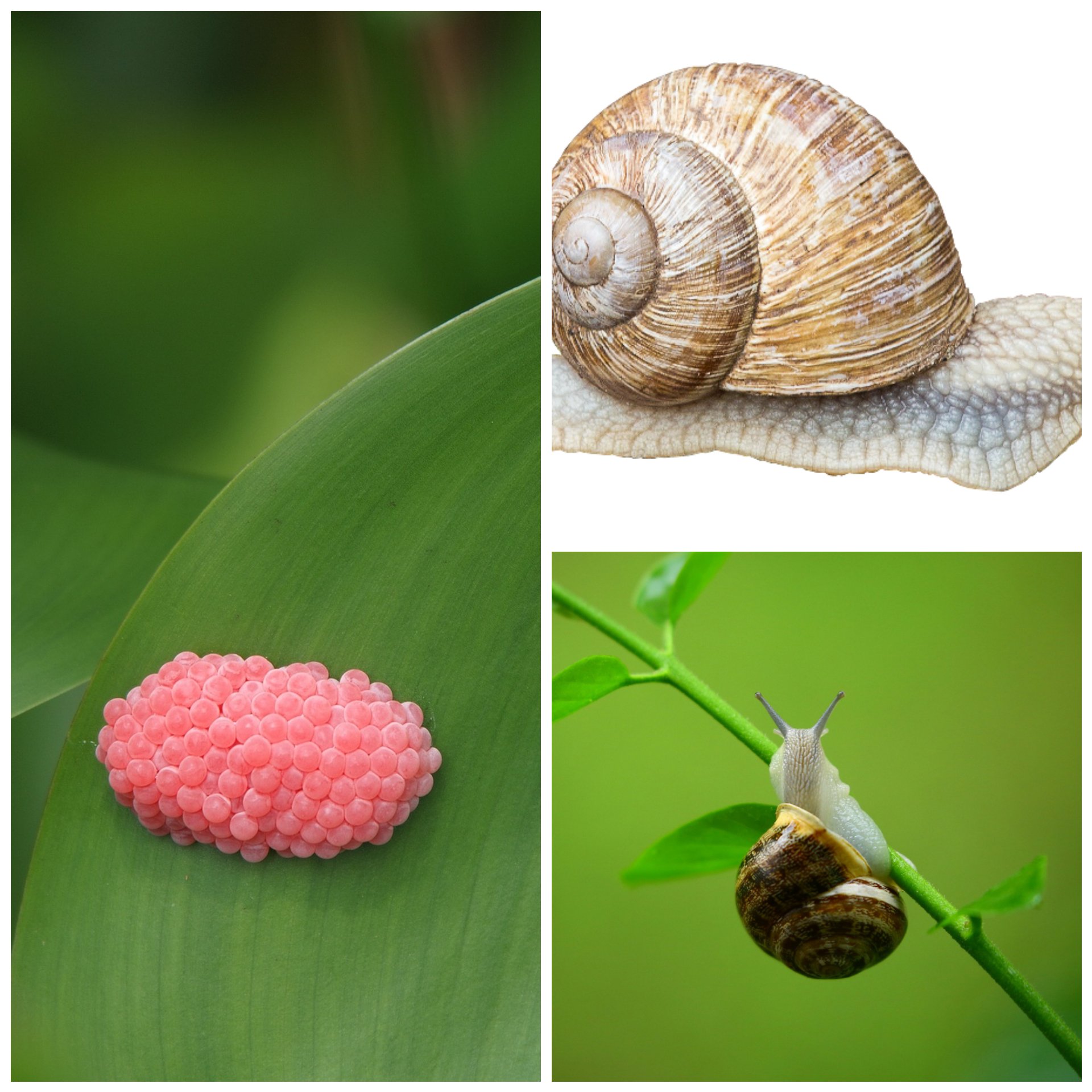 Partes del caracol y ciclo de la vida – MiMontessori