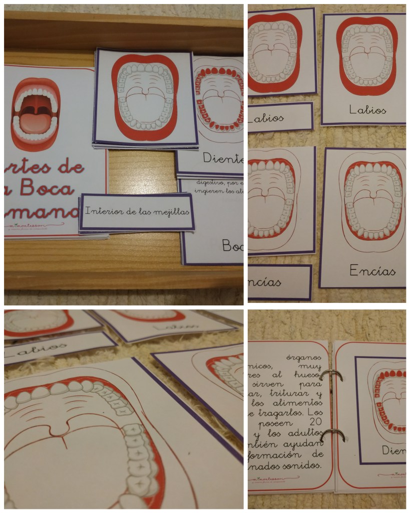Librito para taller: La boca humana – MiMontessori