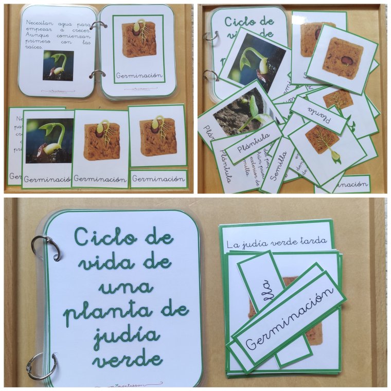 Tarjetas de nomenclatura – MiMontessori