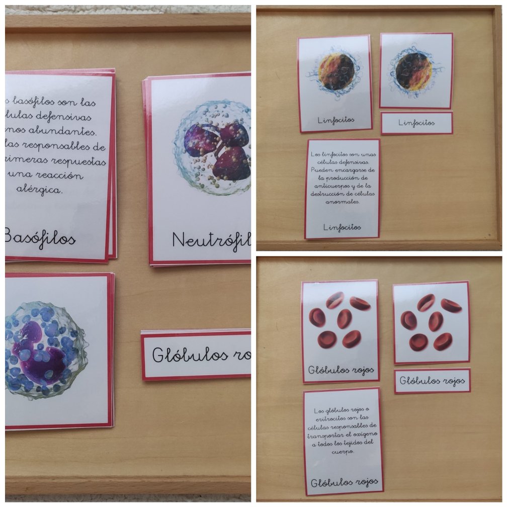 Tarjetas de nomenclatura – MiMontessori