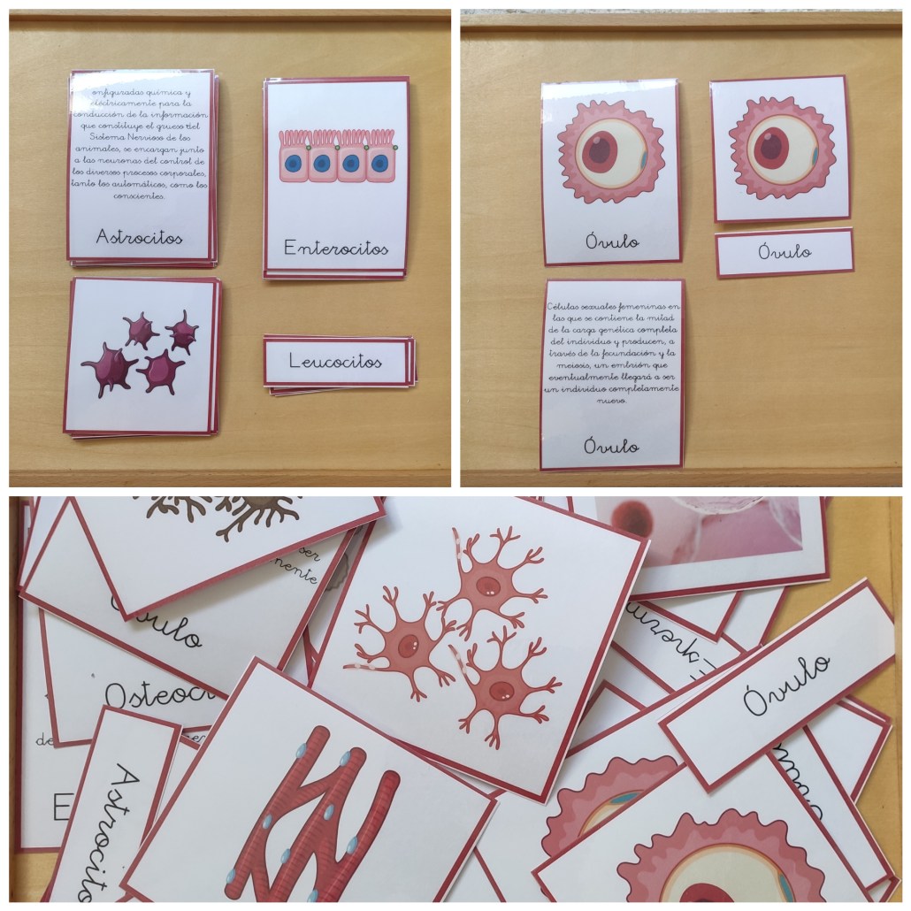 Tarjetas de nomenclatura – MiMontessori